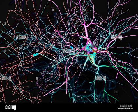 Brain Cell Building Blocks For 3d Neural Networks