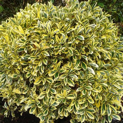 Golden Euonymus Hedge