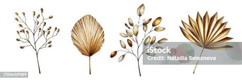 마른 나뭇가지 팜파스 그라스가 있는 사실적인 세트 수채화 손으로 그린 Boho 식물은 배경에 고립되어 있습니다 크리스마스 겨울 결혼식 일러스트 디자이너 초대장 장식 엽서