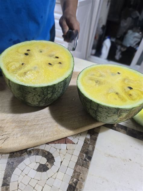 이런 수박은 처음보네 치지직 에펨코리아