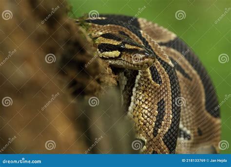 The Ball Python Python Regius Also Called The Royal Python On The Old