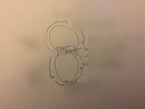 Negative Feed Back Loop Diagram Quizlet