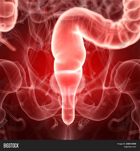 Human Rectum