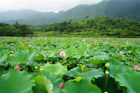 【青田旅游】这里有一份青田赏荷攻略，你值得收藏！ 热点 丽水在线 丽水本地视频新闻综合门户网站