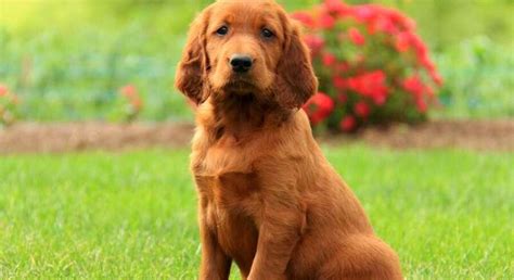 Irish Setter Meet Rhonda A Puppy For Adoption