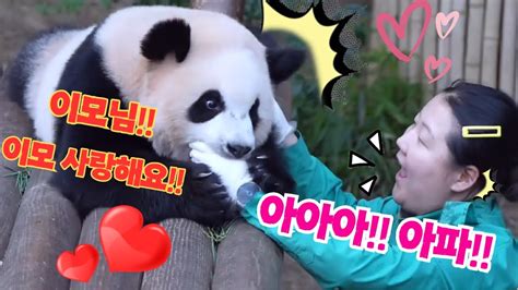 세상에💥 루이바오가 승희 이모를 사랑스럽게 물다 🥰🥰🥰 너무 사랑해서 아픈가요 ㅋㅋㅋ🤣🤣🤣 Youtube