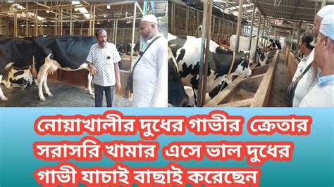 নোয়াখালীর ক্রেতা জাকের ডেইরী ফার্মের দুধের গাভী নিখুঁতভাবে কিভাবে যাচাই বাছাই করছেনদেখুন