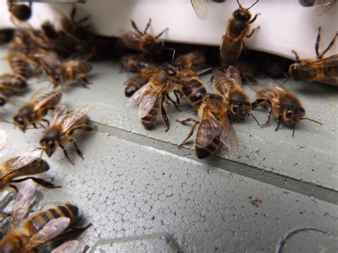 Go Milk The Cow Bee Keeping Inspecting The Hives This Morning