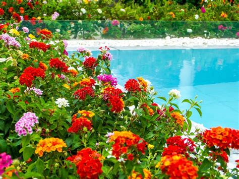 The Best Plants For Swimming Pool Landscaping Roedells Landscaping