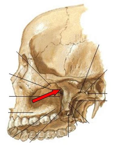 Pterygopalatine Fossa Sphenopalatine Fossa Flashcards Quizlet