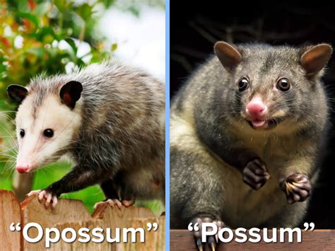 Opossum Are Marsupials At Jolene Holter Blog