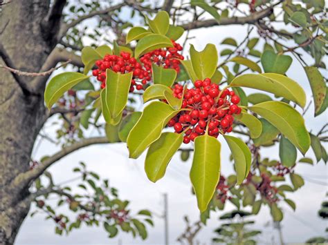 北茨城周辺の生き物 冬赤い実がなる木