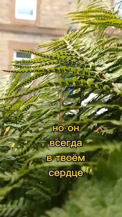 Любите и будьте любимы Youtube