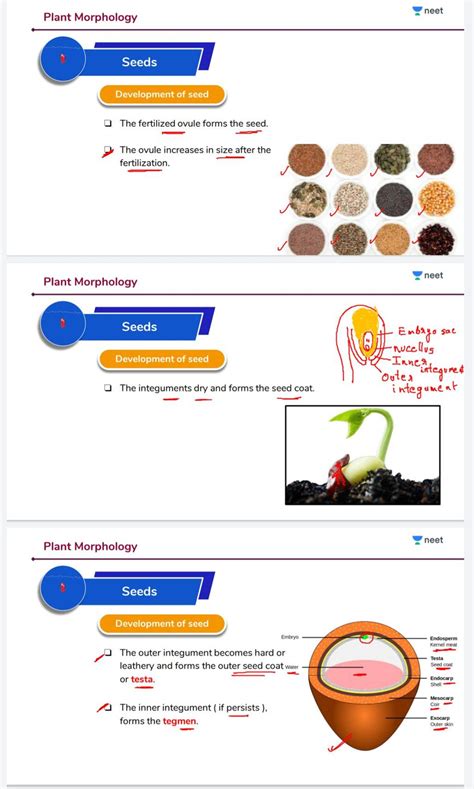 Plant Morphology Seeds Development Of Seed The Fertilized Ovule Forms The