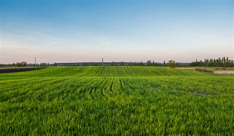 일몰에 봄에서 호 밀 농업 분야를 돋 아 녹색의 파노라마 뷰 호 밀의 새싹입니다 0명에 대한 스톡 사진 및 기타 이미지 0명 계절 곡초류 Istock