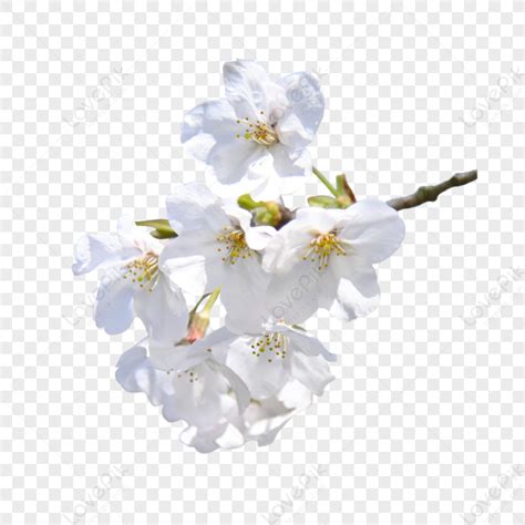 봄 꽃 꽃잎 식물 벚꽃 꽃잎 일러스트 벚꽃 일러스트 삽화 구성 Png 일러스트 무료 다운로드 Lovepik