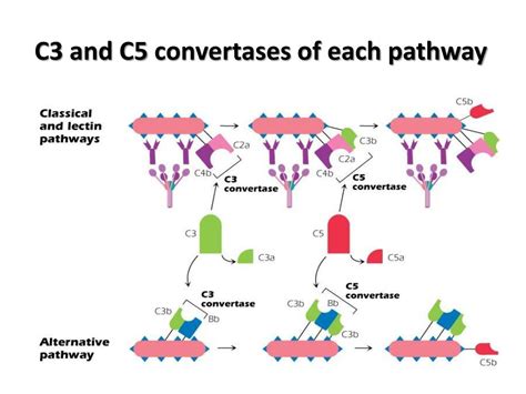PPT The Complement System PowerPoint Presentation Free Download ID