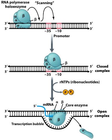 Exam Flashcards Quizlet