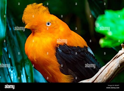 Orange Feathers Male Andean Cock Of The Rock Bird Rupicola Peruvianus