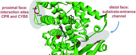 Computer Model Of The Active Site Of Cyp1a2 Showing The Location Of Download Scientific