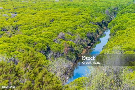 마레마 자연 보호구역 토스카나 이탈리아의 풍경 자연 공원의 녹색 삼림지대의 넓은 소나무 숲 푸른 강 극적인 해안 바위 곶 0명에