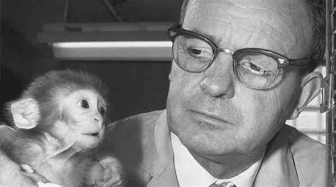 Rhesus Monkey Experiment In The Name Of Love Do Cruel And Sadistic