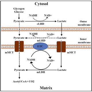 14 The LDHA Active Site Structure And Catalytic Reaction The LDH A Download Scientific