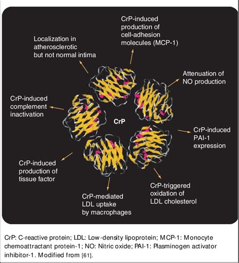 C Reactive Protein CrP Actions On Coagulation Endothelial Function Download Scientific