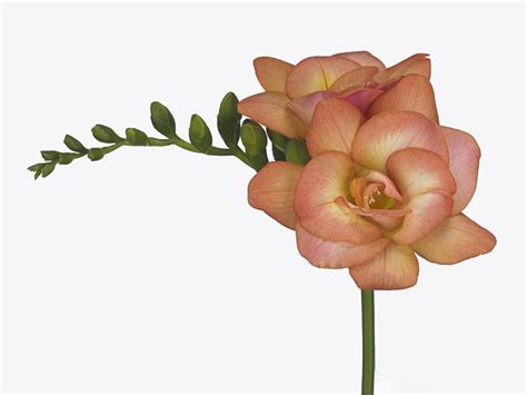 Фрезия двухцветковая Peachy Queen — Global Flowers Club