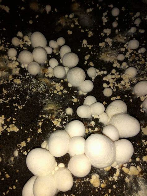 စိုက္ပ်ိဳးေရး မွတ္စု သစ္ပြလႊစာ ဘိုကာရွီ ျဖင့္ ေကာက္ရိုးမိႈ စိုက္ပ်ိဳးျခင္း