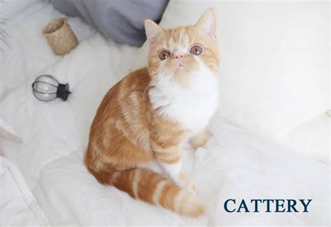 고양이분양 캐터리 엑죠틱 숏헤어 고양이예요 정말 귀엽게 생긴 아이죠~많이 이뻐해주세요 캐터리