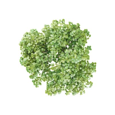 Page 2 Tree Top View PNGs For Free Download