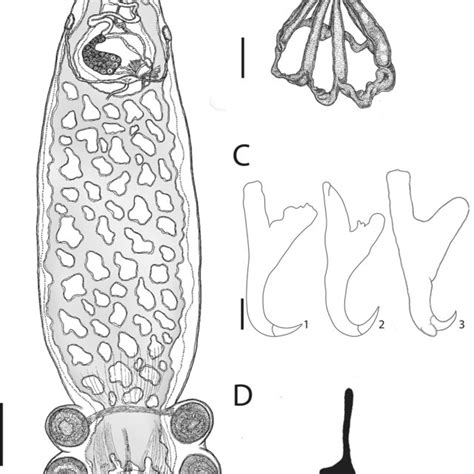 Polystoma Travassosi N Sp A Ventral View Of The Holotype B Genital