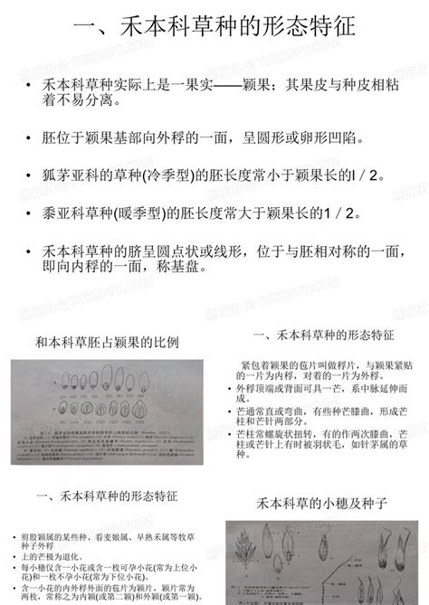 草坪种子识别ppt模板下载编号qxvgjvvx熊猫办公