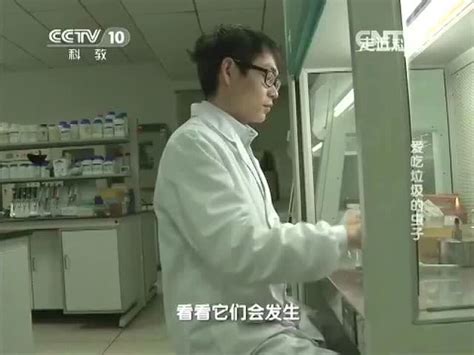 走近科学爱吃垃圾的虫子黑水虻养殖 腾讯视频