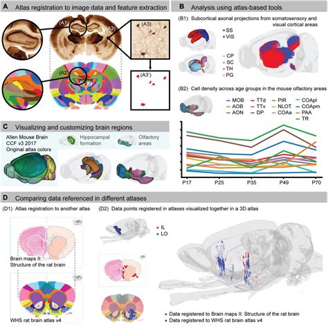 Using Brain Atlases For Spatial Registration Analysis Visualization Download Scientific