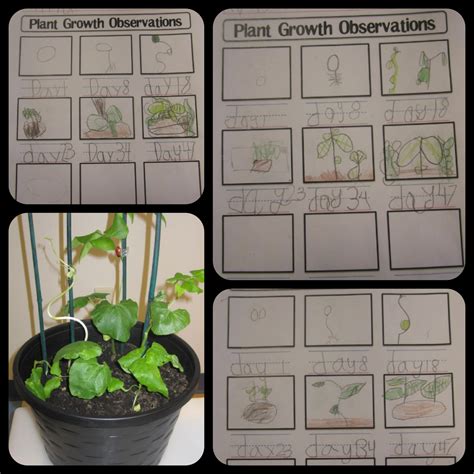 Dotdotdot Ellipsis Required Worksheet Wednesday Plant Growth