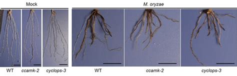 Figure S5 Growth Phenotype Of M Oryzae Inoculated And Non Inoculated Download Scientific
