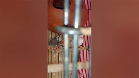 Fingus🐦🐦🐦bird Youtubeshorts Shortsvideo Youtube