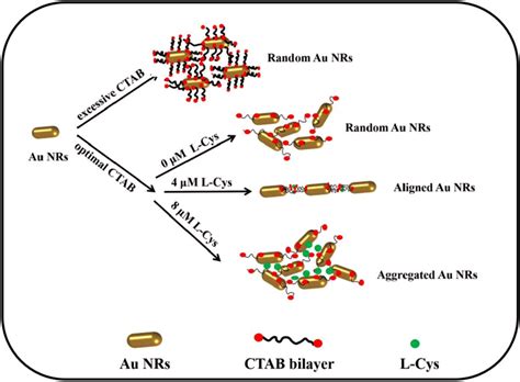The Functionalization Of Ctab And L Cys On Au Nrs Towards The Composite Download Scientific