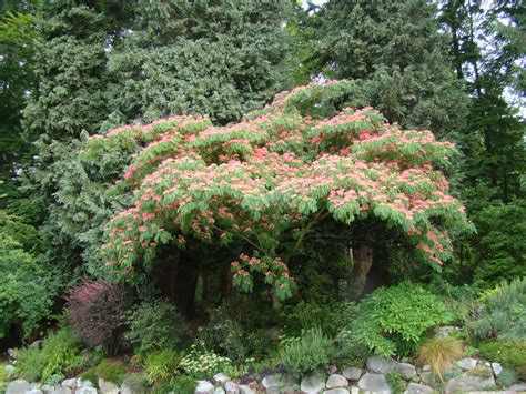 Most Common Trees In New England ProGardenTips