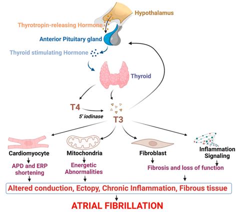 Managing Hyperthyroidism A Comprehensive Guide Ask The Nurse Expert
