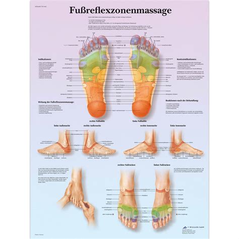 Lehrtafel Fußreflexzonenmassage 1001462 3b Scientific Vr0810l
