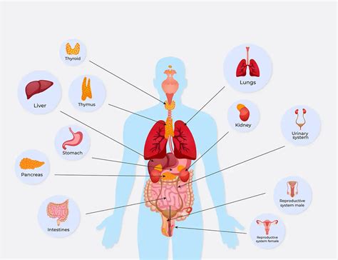 Причини за болки ниско долу в корема Lifeinfo Bg