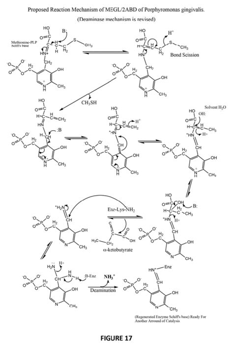 Cystathionine Gamma Lyase Cystathionase Cysteine Desulfhydrase Cystine Desulfhydrase Gamma
