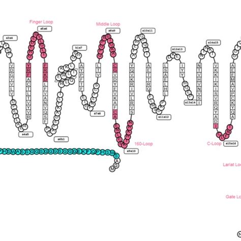 Fig S1 Cartoons of the V2R and βarr1ΔCT constructs A and B Download Scientific Diagram