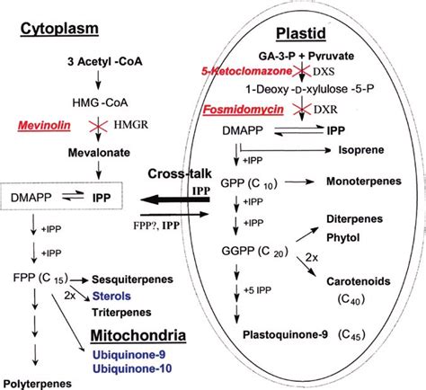 Scheme Showing The Compartmentation Of The Two Isoprenoid Biosynthesis