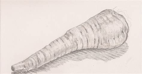 Parsnip Drawing At Explore Collection Of Parsnip Drawing
