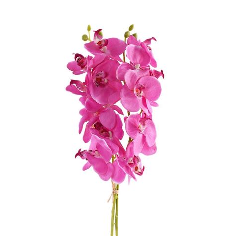 Orchid Stem Bloomr Saudi