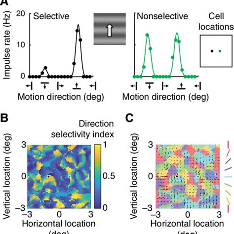 Direction Selectivity A Cortical Neurons Were Stimulated With Download Scientific Diagram